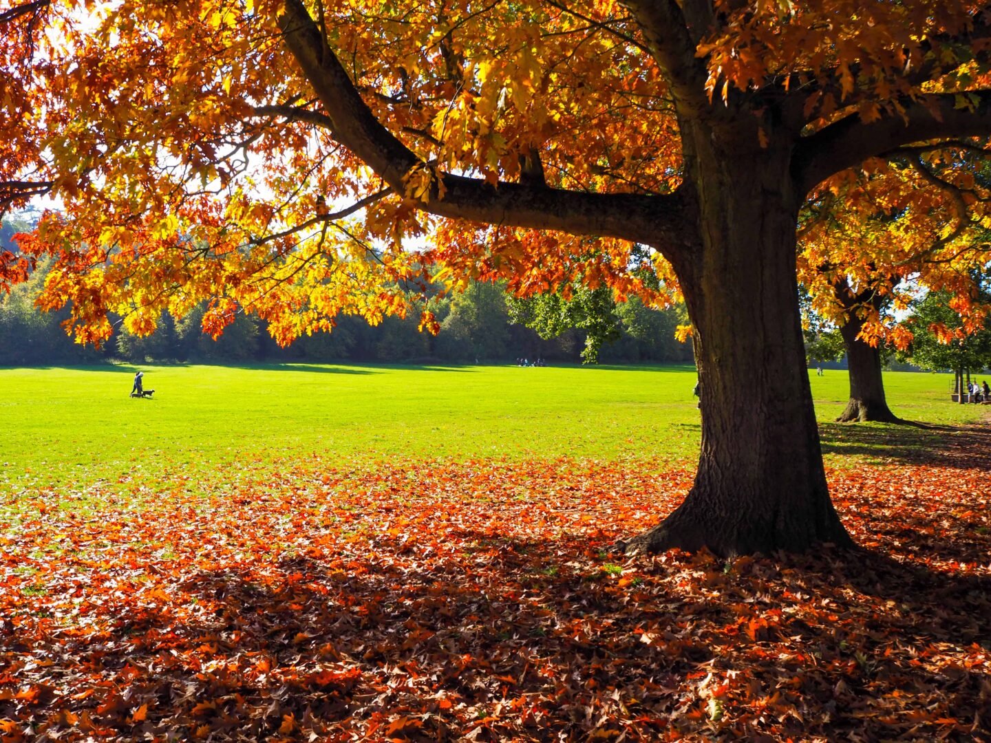 Easy family-friendly autumn walks in Bristol