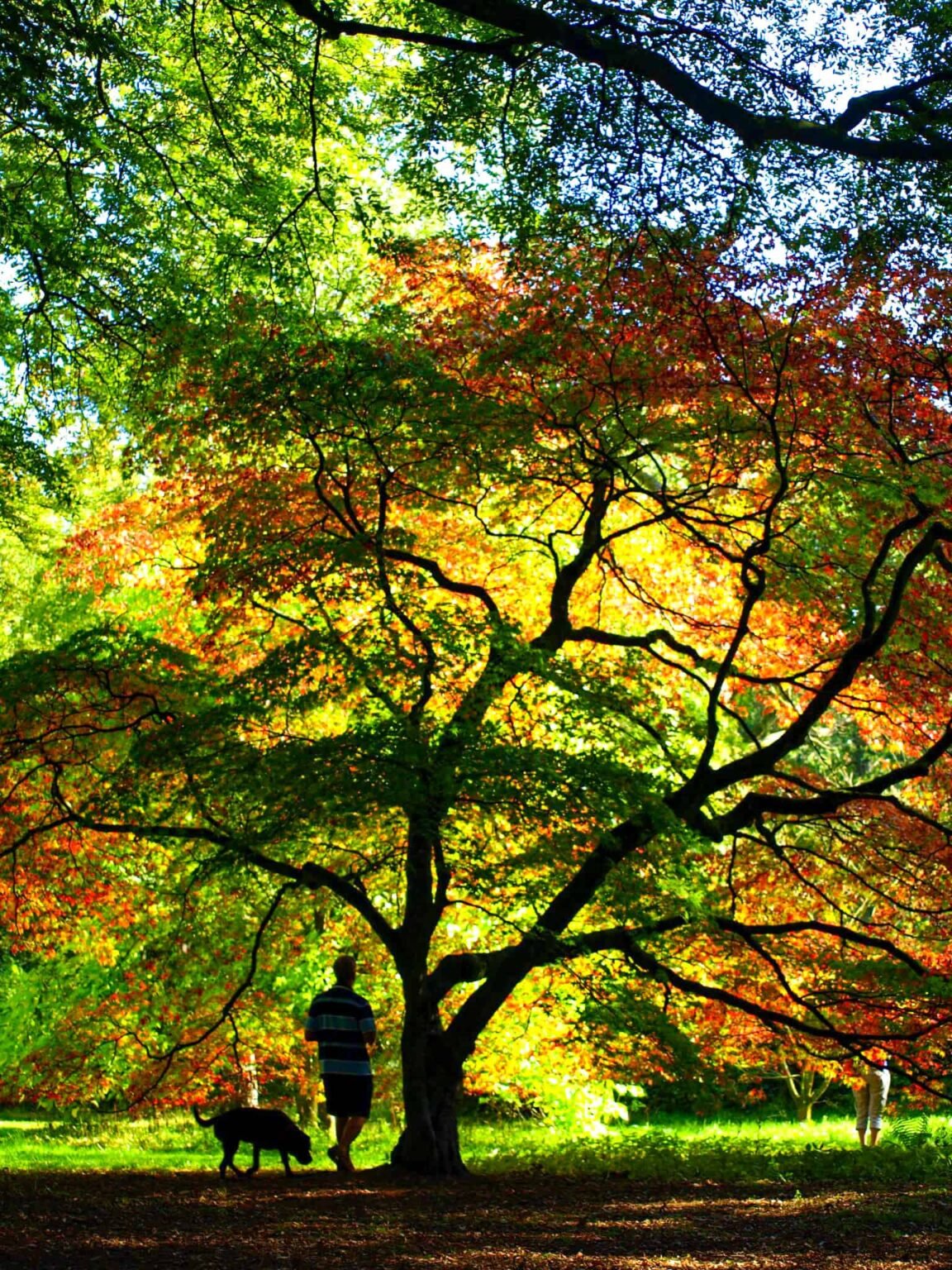Easy family-friendly autumn walks in Bristol
